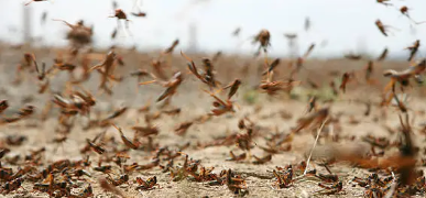 Swarm of locusts invades skies in rare event - The Plain Truth