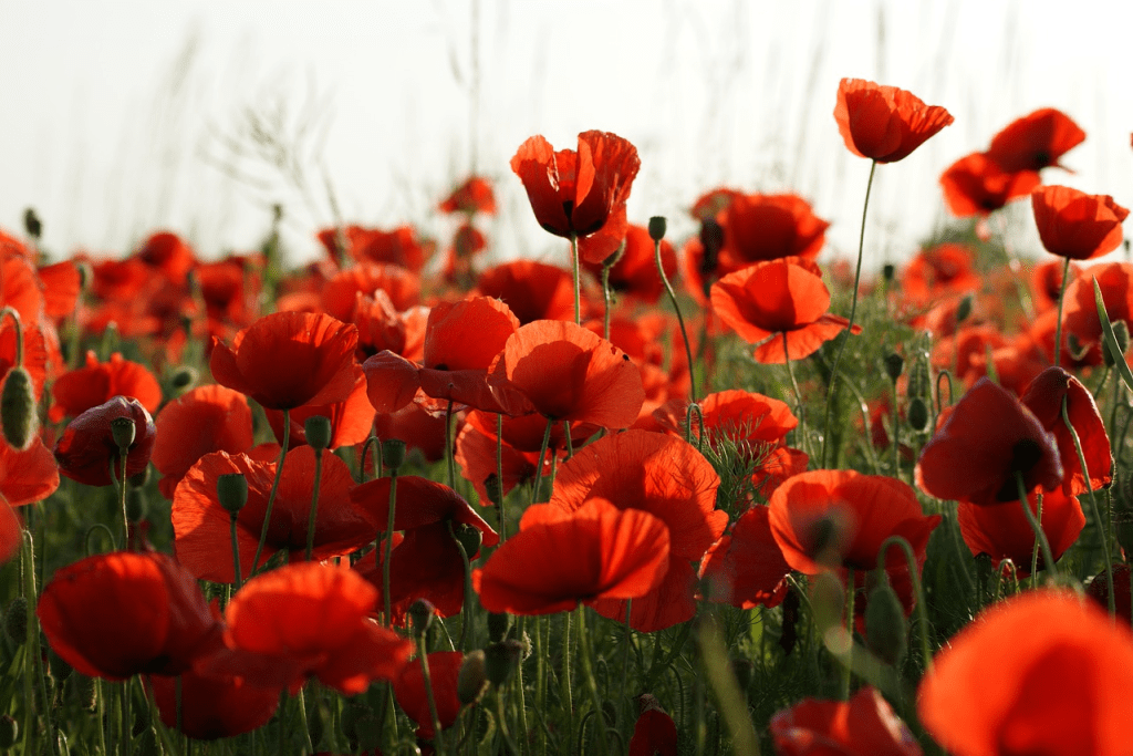 The WWI Origins of the Poppy as a Remembrance Symbol - The Plain Truth