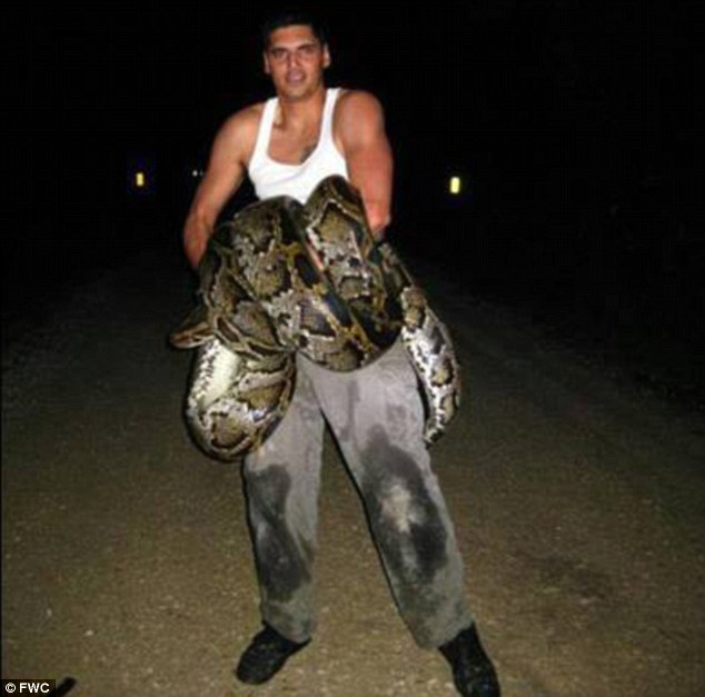 Record-breaking 128lb Python that measures 18ft and 8in long is ...